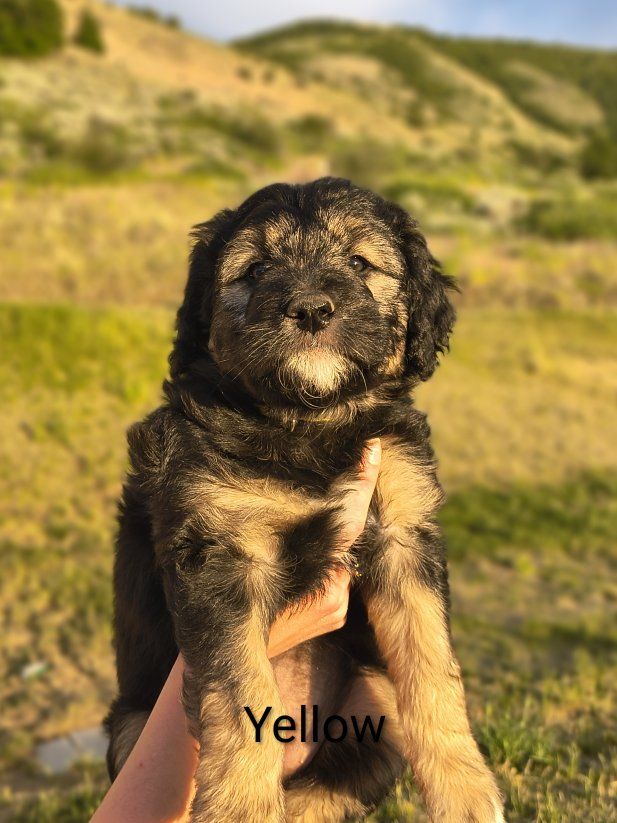 Golden Mountain Doodle Puppies For Sale | Dogs | KSL Classifieds