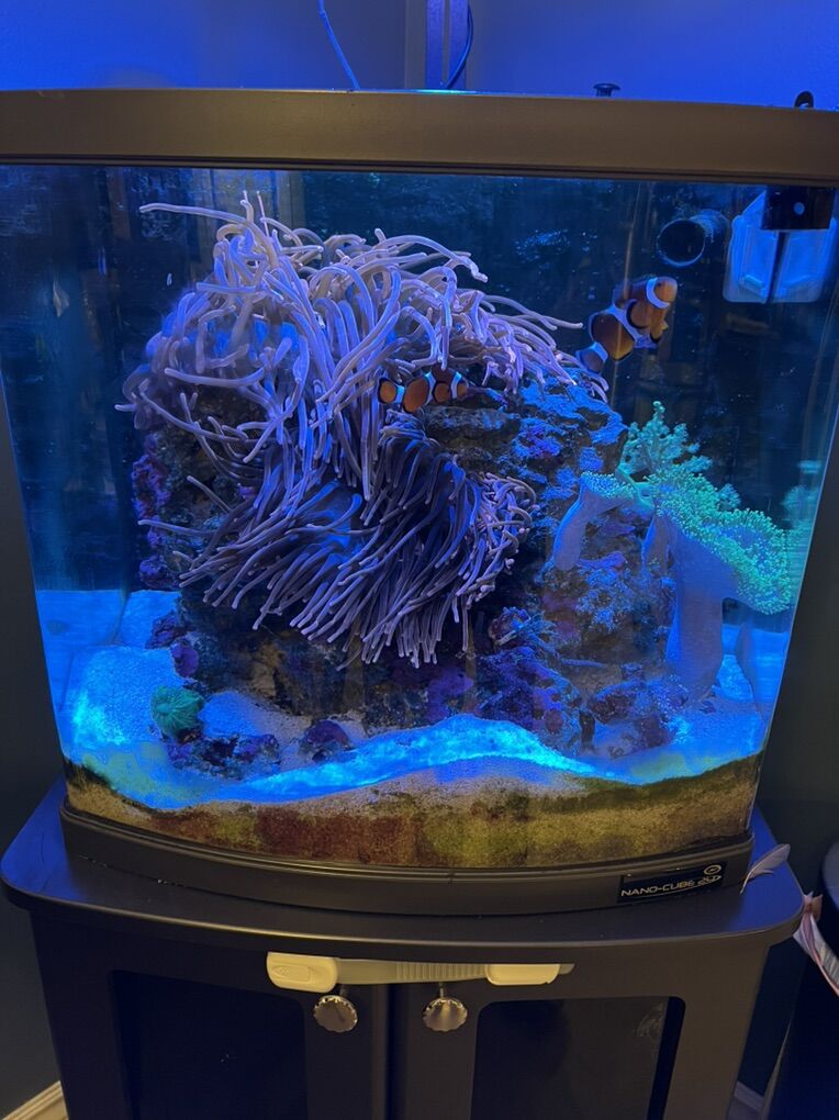 Nano Reef | Fish | KSL Classifieds