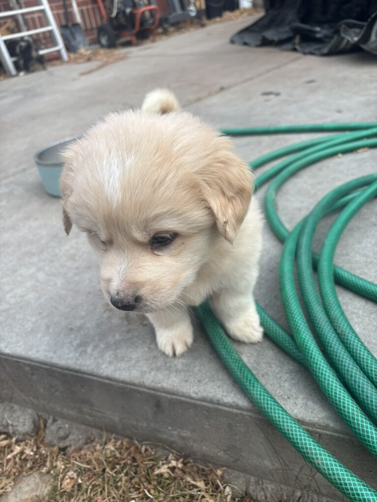 Great Pyrenees Mixed Puppies | Dogs | KSL Classifieds