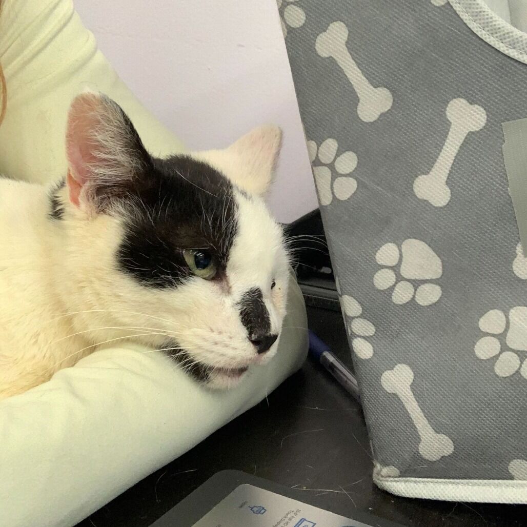 Hello my name is Armstrong | Cats | KSL Classifieds