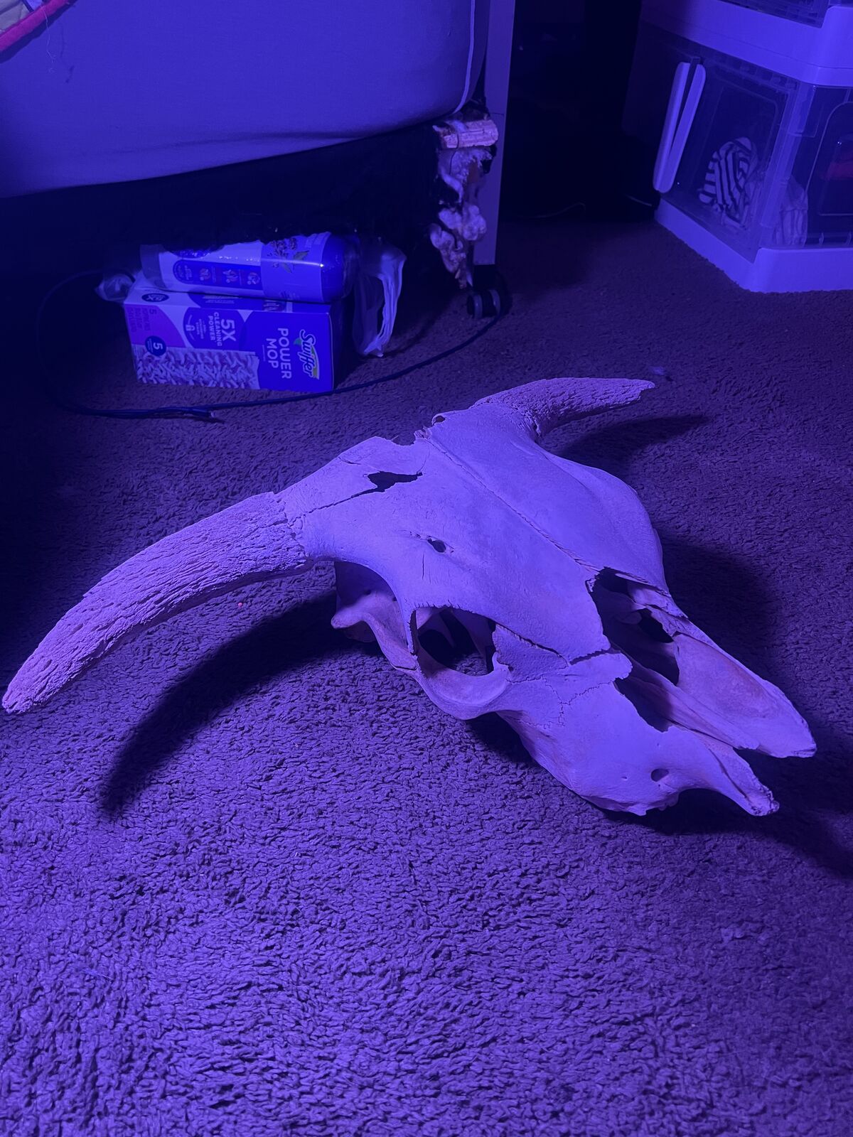 real cow/bull skull | Skins and Taxidermy Mounts | KSL Classifieds