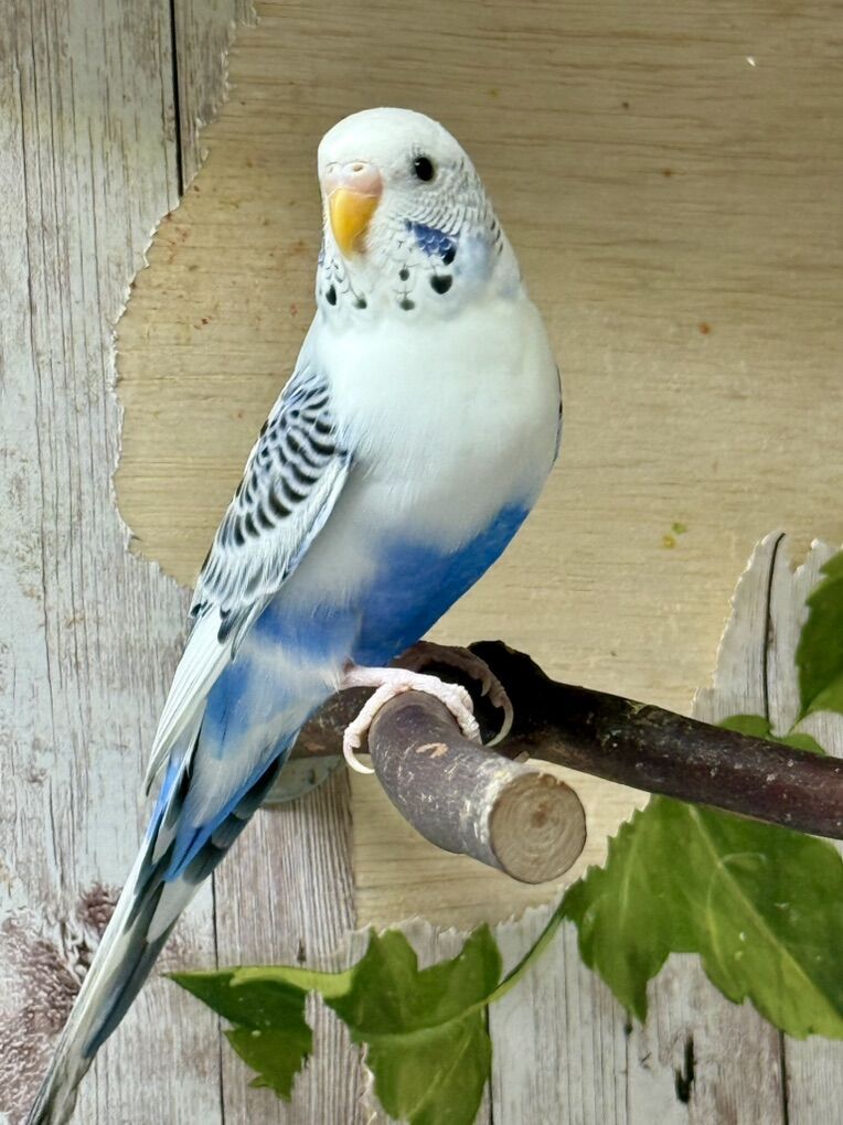 Beautiful Young Female Budgie | Birds | KSL Classifieds