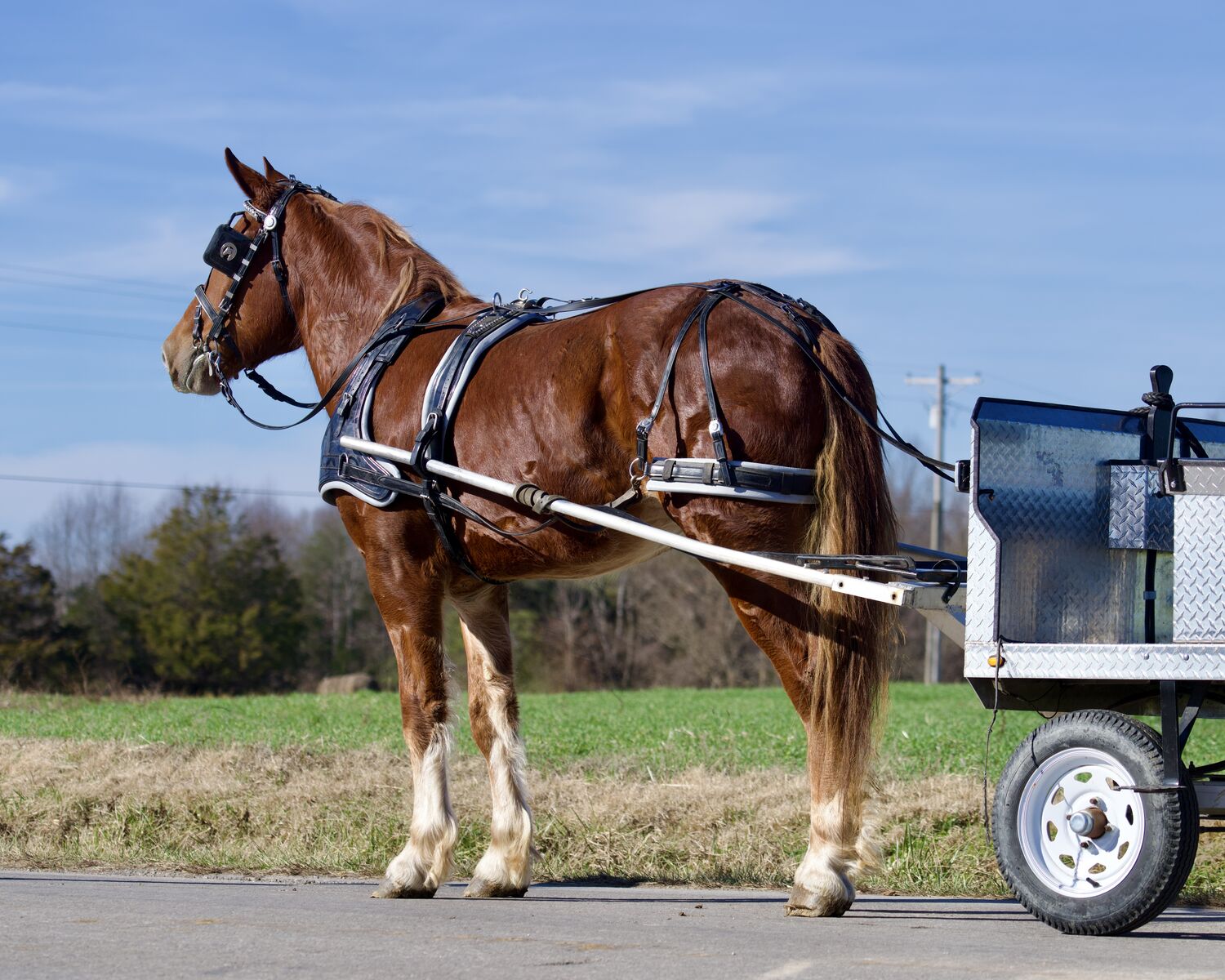 Suffolk Punch Draft Cross Gelding For Sale | Horses | KSL Classifieds