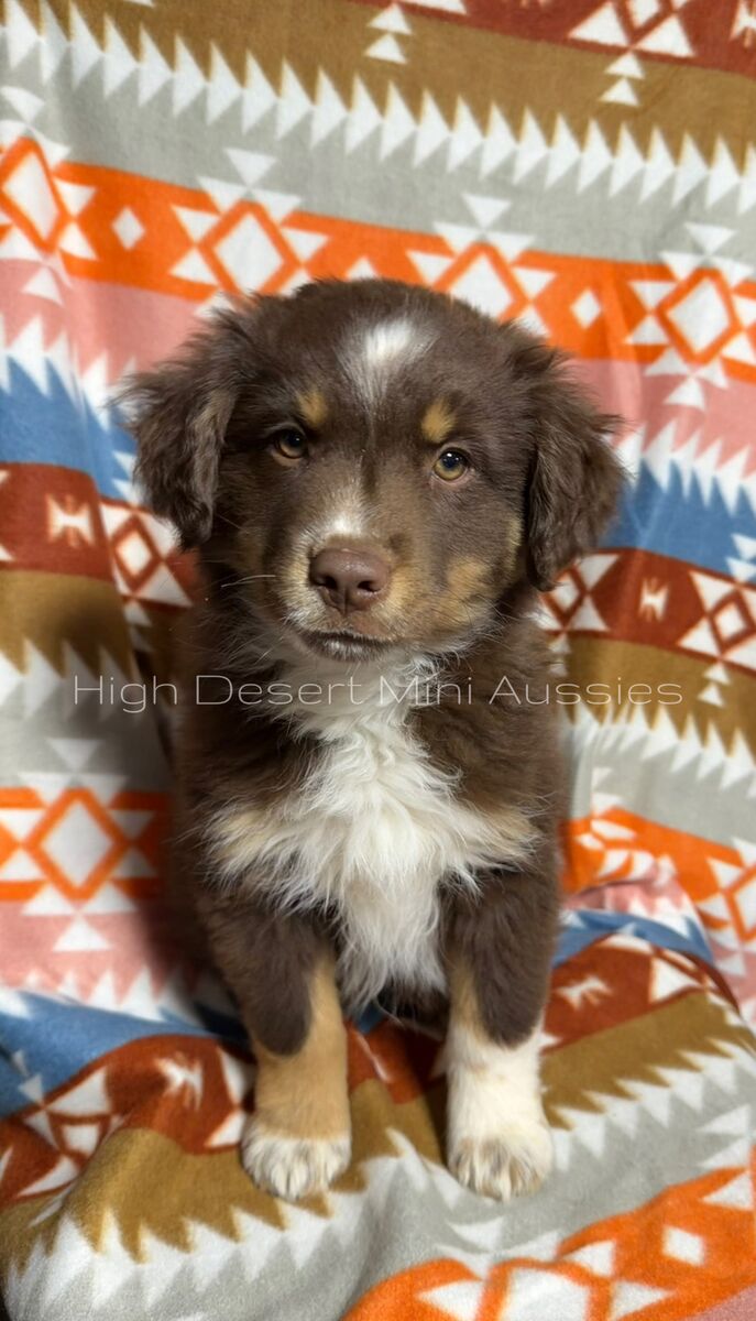 Mini Aussies ( Miniature American Shepherd ) | Dogs | KSL Classifieds