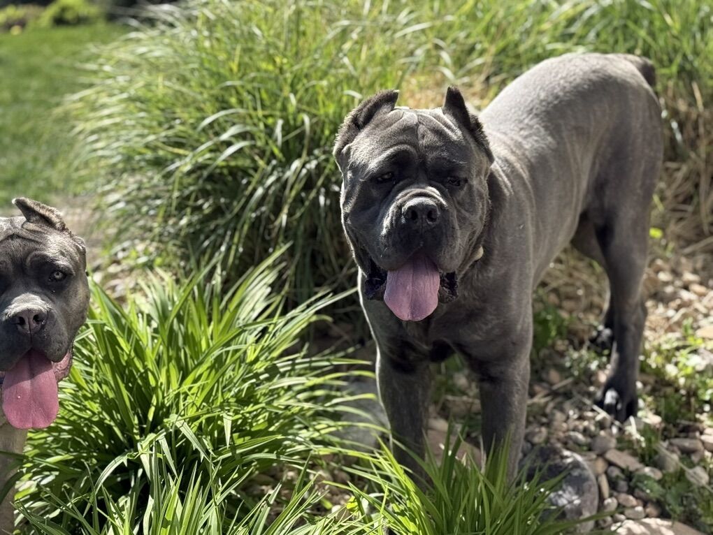 Cane Corso AKC and ICCF STUD | Dogs, Studs/Breeding | KSL Classifieds