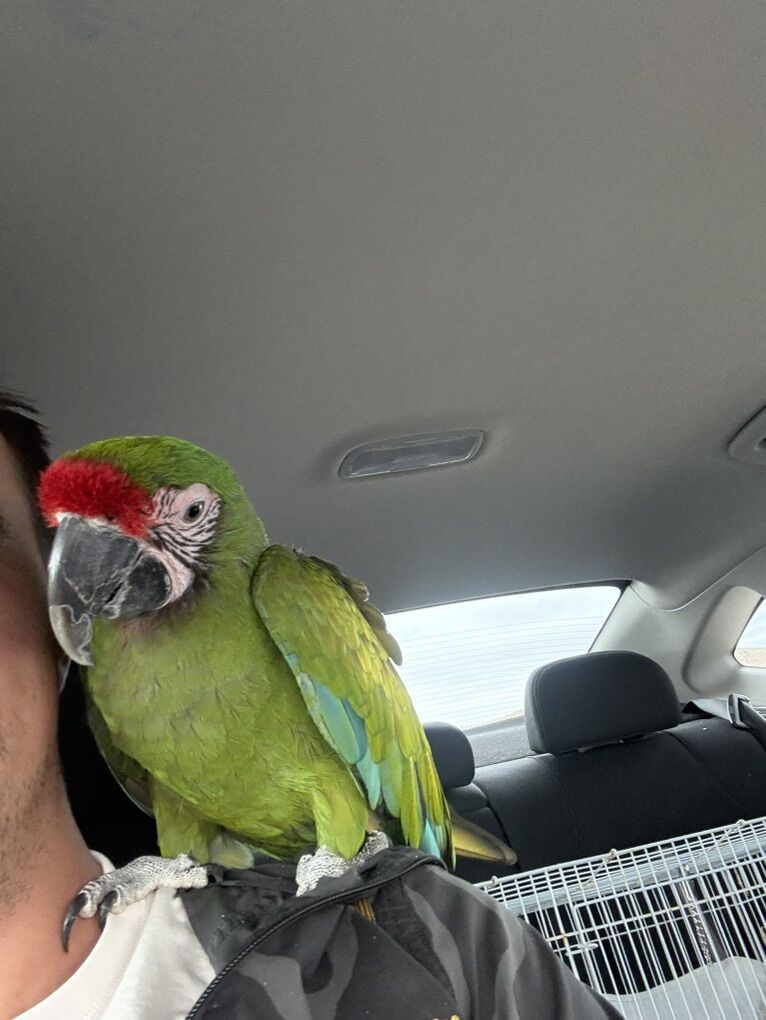 Military Macaw | Birds | KSL Classifieds