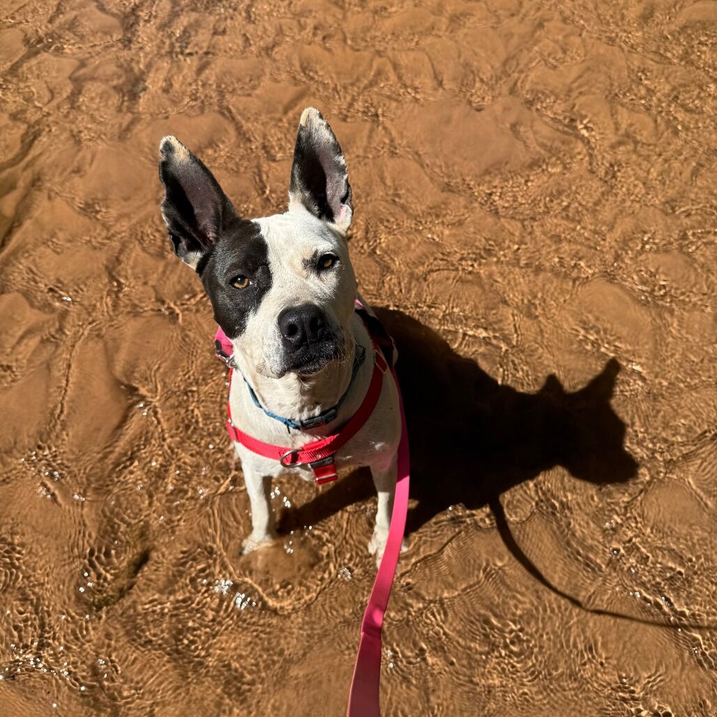 Hello my name is Bree | Dogs | KSL Classifieds