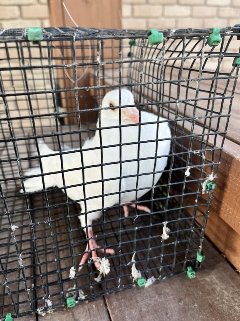 Homing pigeons | Birds | KSL Classifieds
