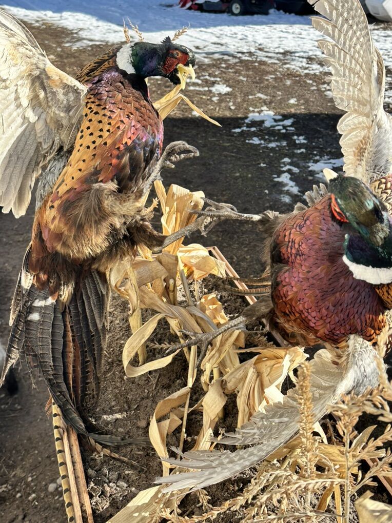 Ring Neck Rooster Pair Mount | Skins and Taxidermy Mounts | KSL Classifieds