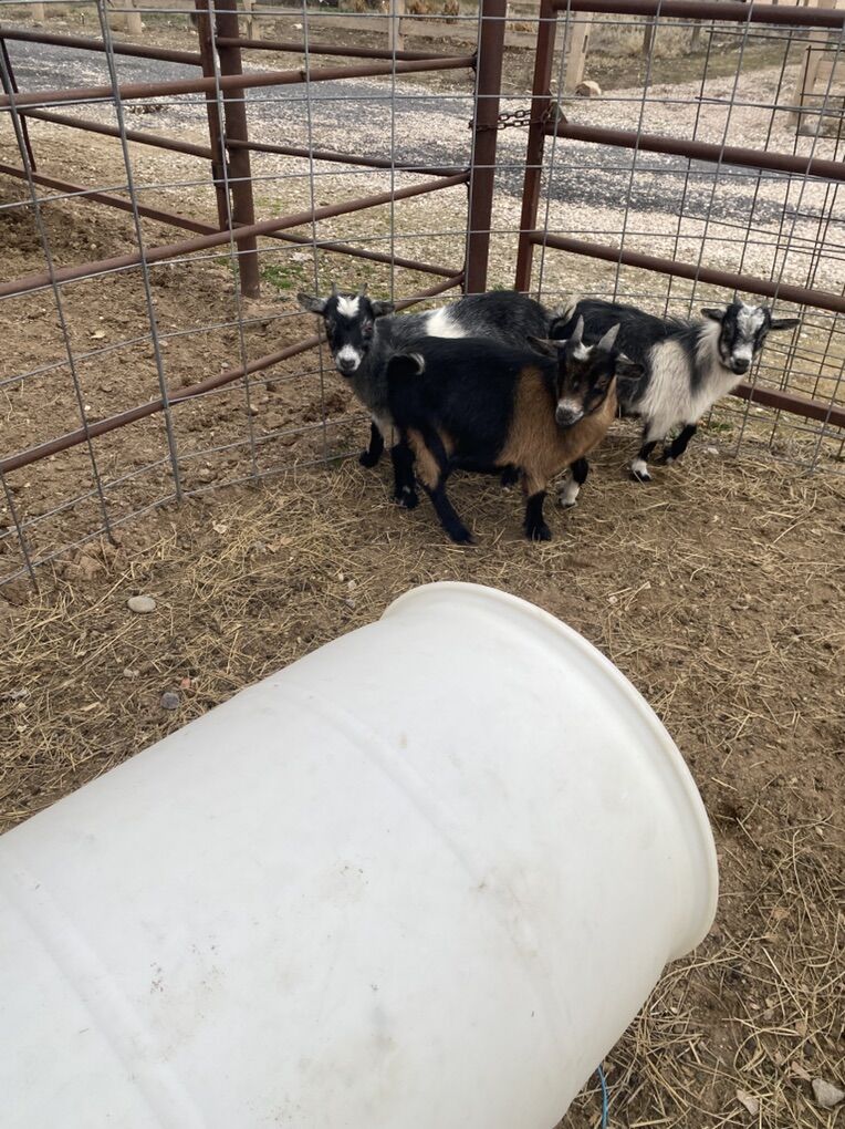Pygmy Dwarf Goats | Goats | KSL Classifieds