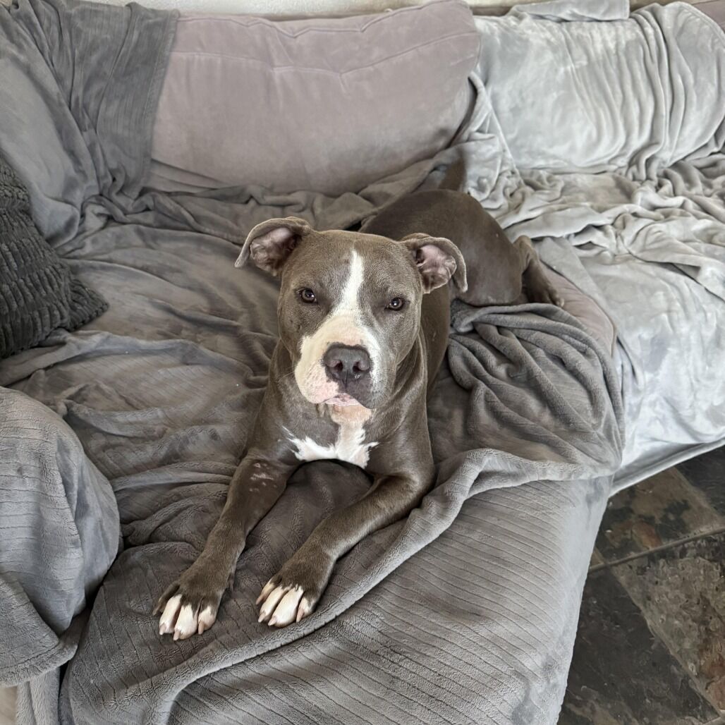 Hello my name is Milly | Dogs | KSL Classifieds