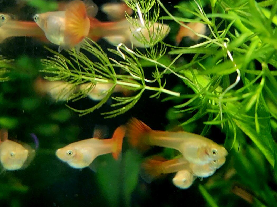 Red Delta Fancy Guppies | Fish | KSL Classifieds