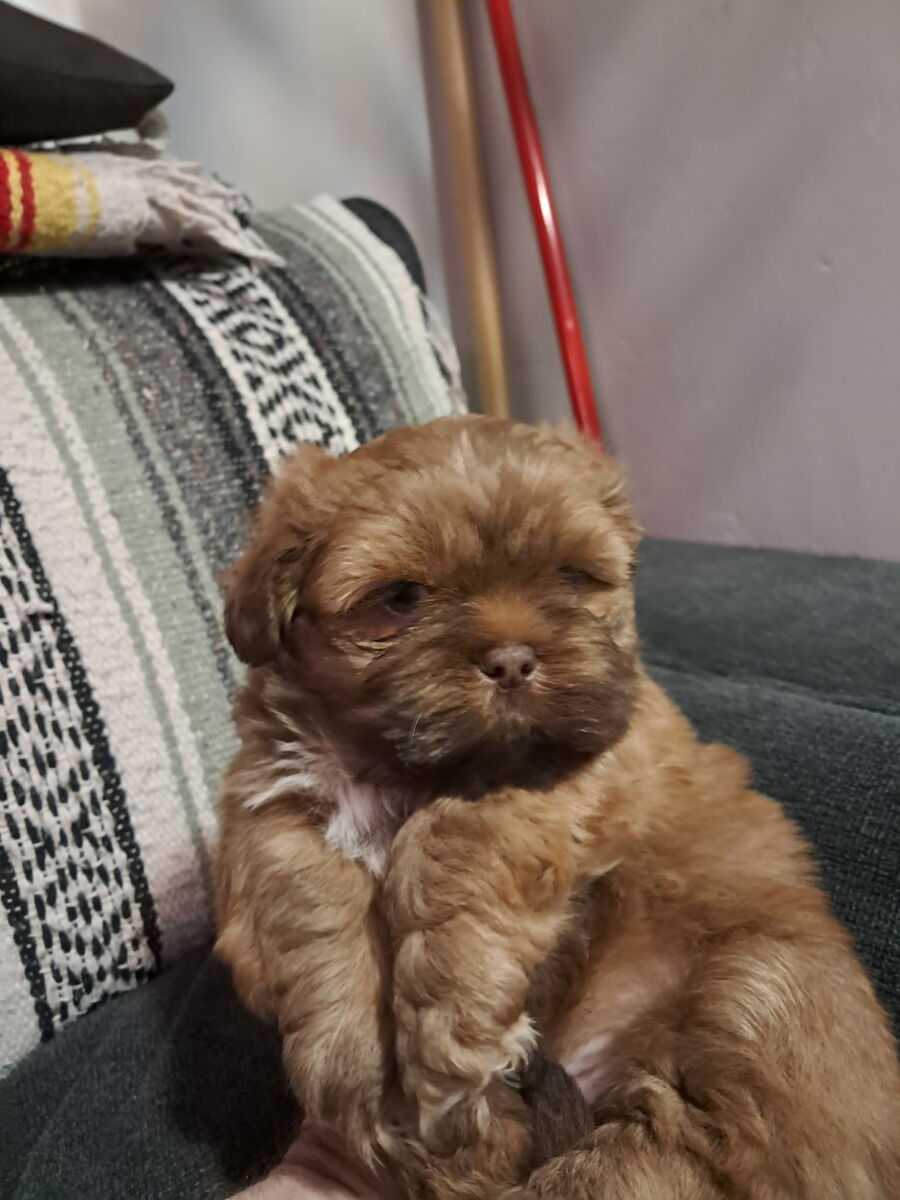 Shih Tzu puppies for sale | Dogs | KSL Classifieds
