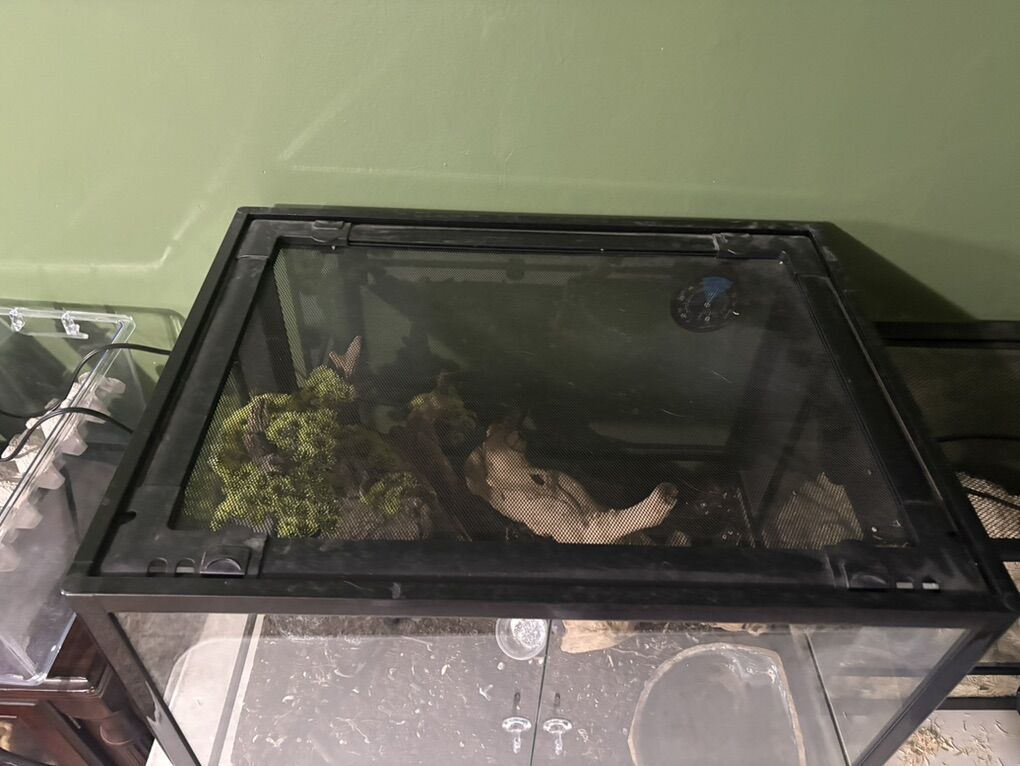 Leopard Gecko | Reptiles | KSL Classifieds