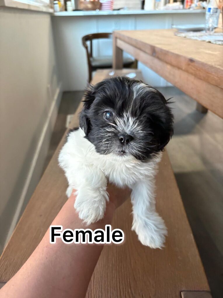 Puppies | Dogs | KSL Classifieds