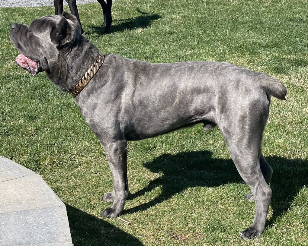 Cane Corso AKC and ICCF STUD | Dogs, Studs/Breeding | KSL Classifieds