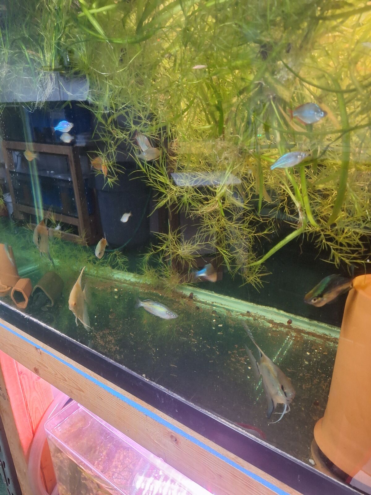 Albino Red Shoulder Manacapuru Angelfish | Fish | KSL Classifieds