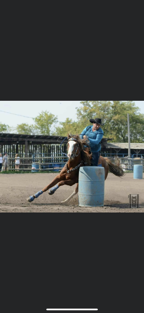 AQHA stud for sale | Horses | KSL Classifieds