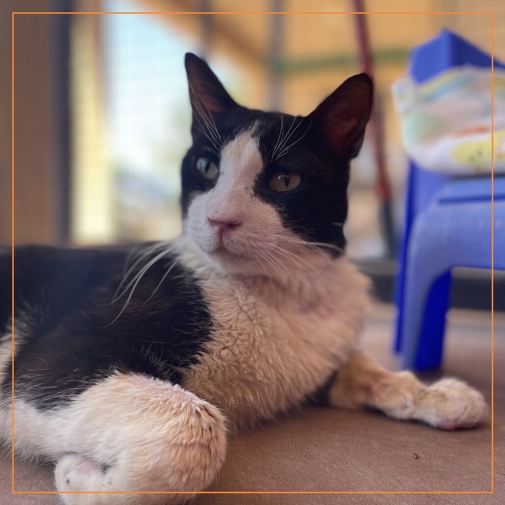 Hello my name is Ranger | Cats | KSL Classifieds