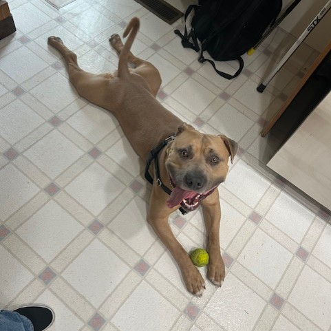 Hello my name is Ruger | Dogs | KSL Classifieds