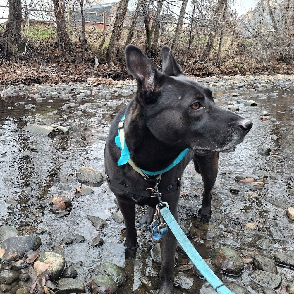 Hello my name is Zeus | Dogs | KSL Classifieds