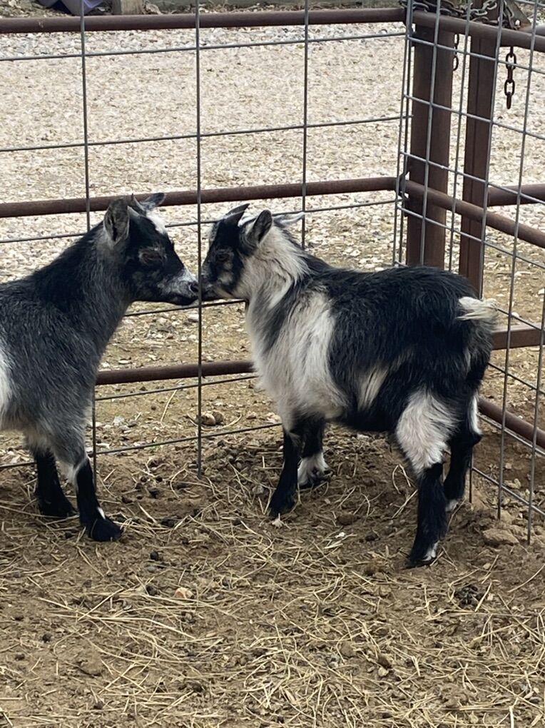 Pygmy Dwarf Goats | Goats | KSL Classifieds