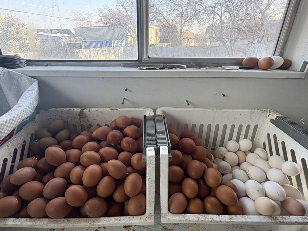 Fresh Egg Daily | Other | KSL Classifieds