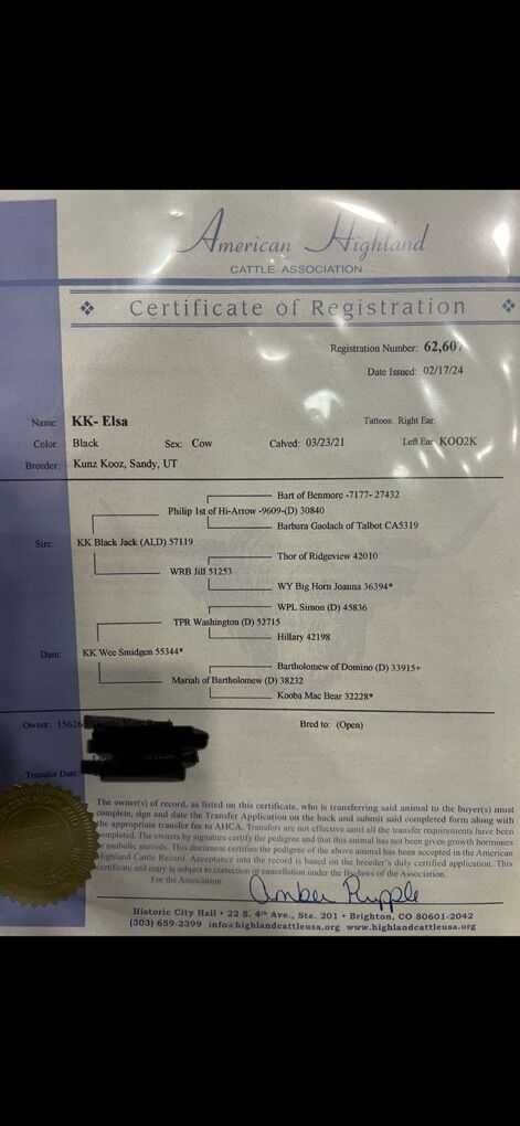 4yr Old Registered Scottish Highland Cow | Cattle | KSL Classifieds