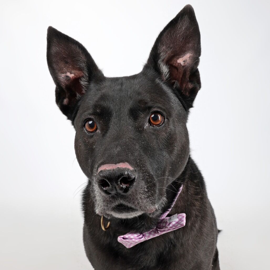 Hello my name is Zeus | Dogs | KSL Classifieds