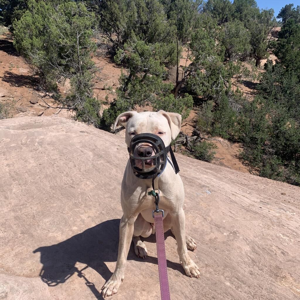 Hello my name is Jax | Dogs | KSL Classifieds