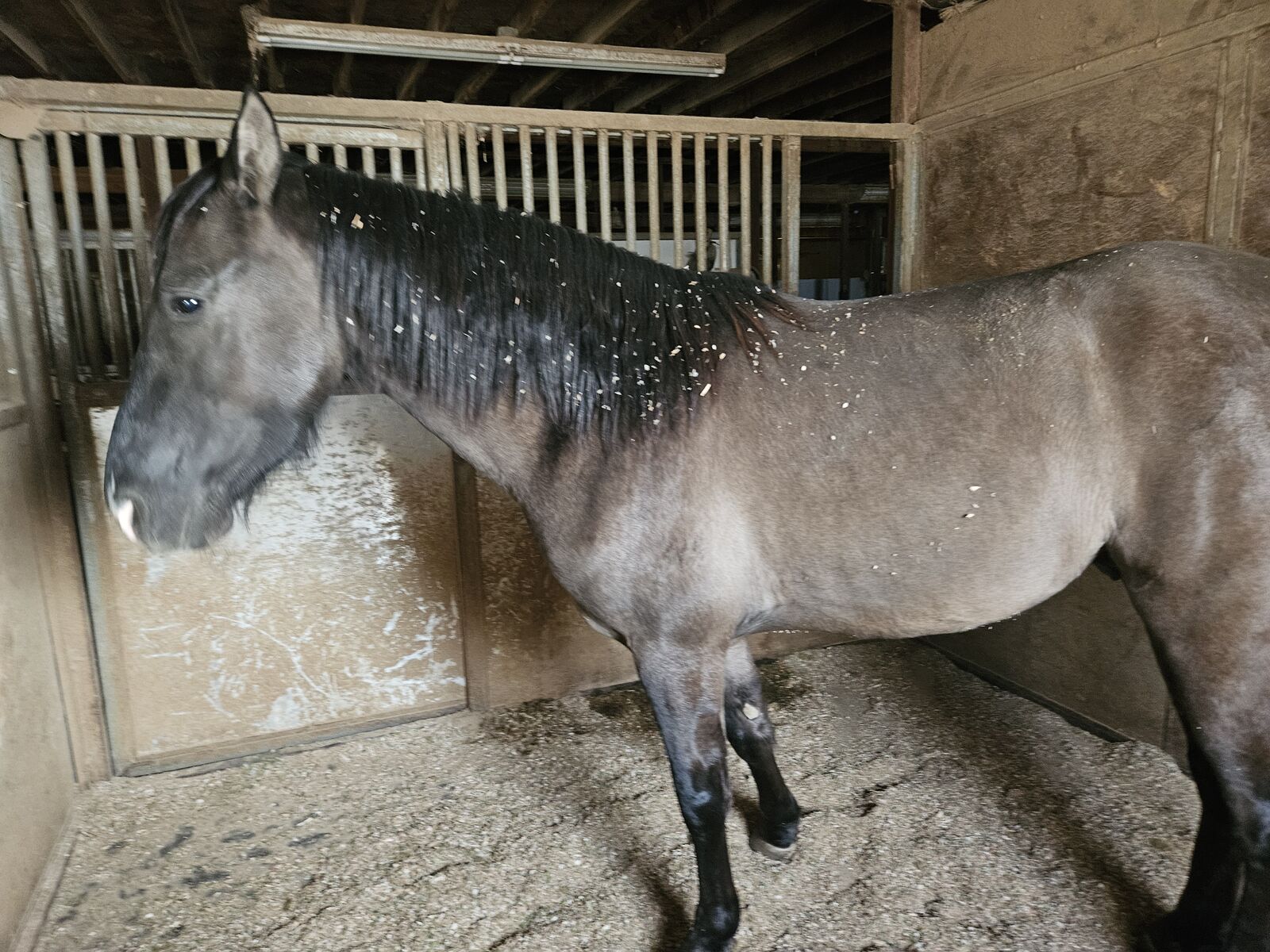 Grulla Tennessee walker | Horses, Studs/Breeding | KSL Classifieds