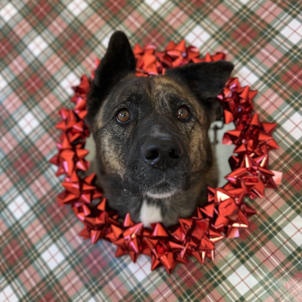 Hello my name is Bex | Dogs | KSL Classifieds