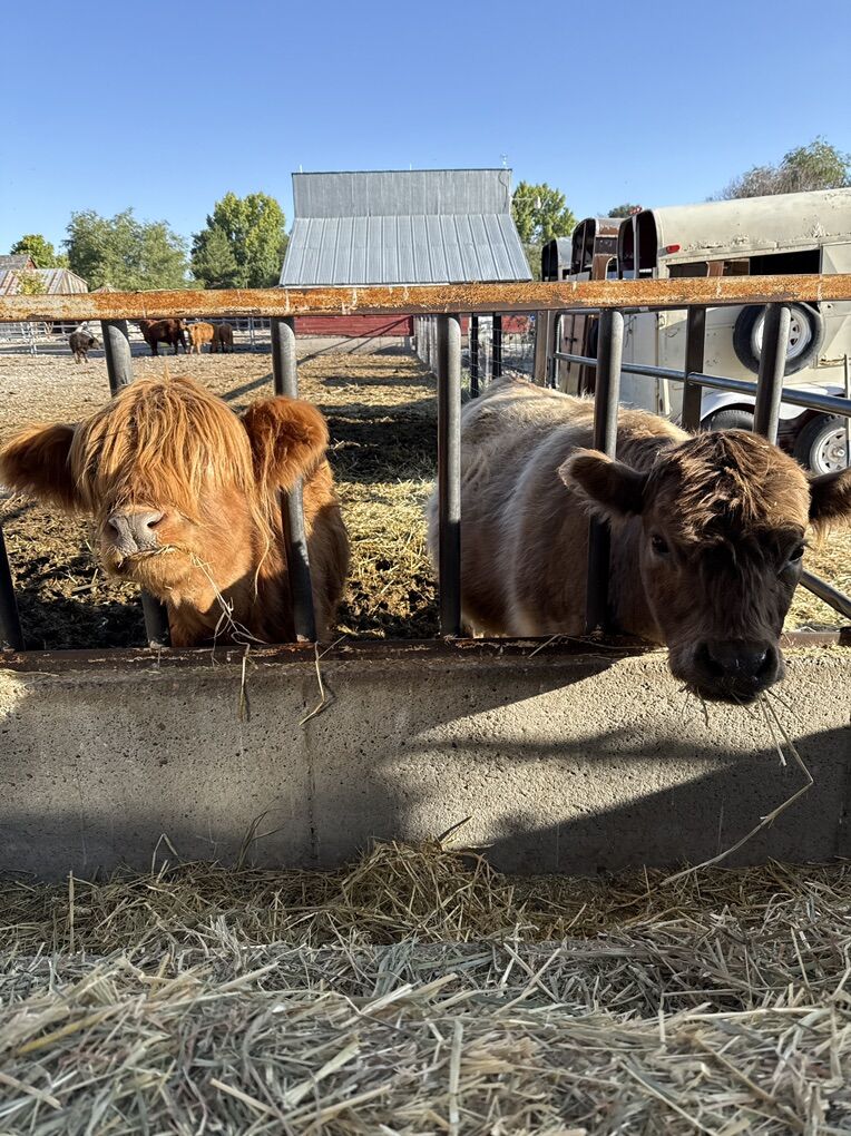 4 Year Old Highland Mini Cow Heifer Exposed | Cattle | KSL Classifieds