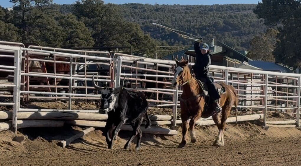 Very Solid Broke Gelding! | Horses | KSL Classifieds