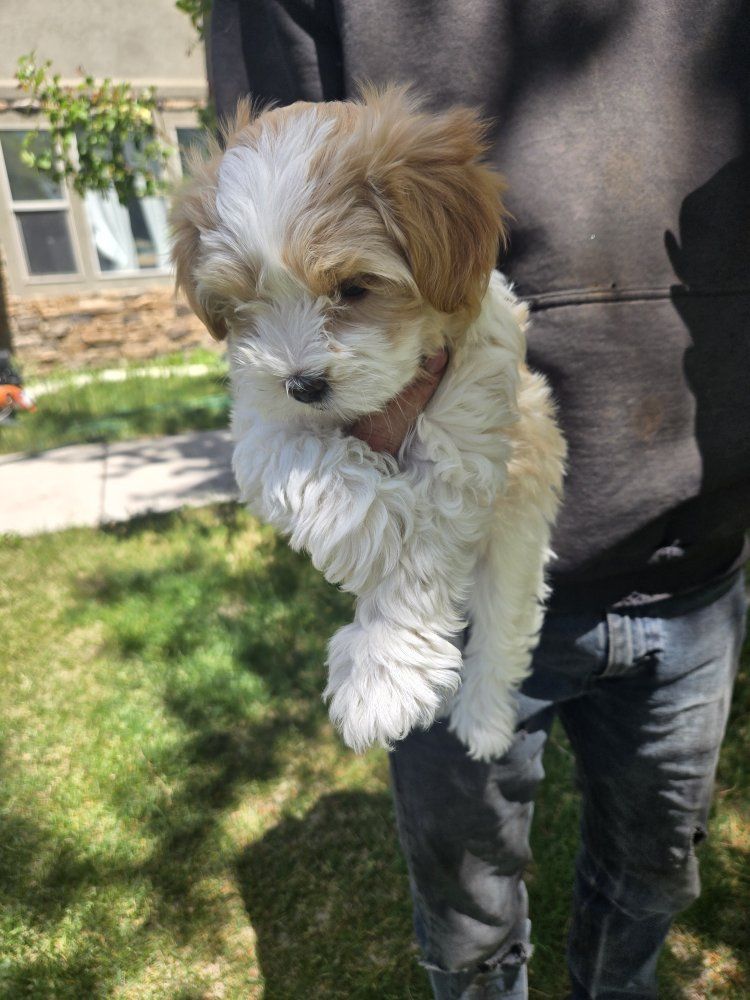 shih tzu puppies | Dogs | KSL Classifieds