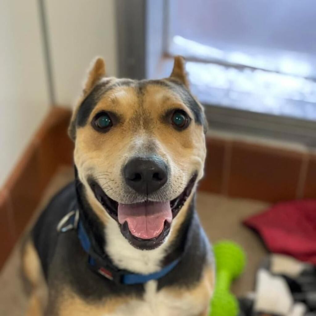 Hello my name is Dana | Dogs | KSL Classifieds