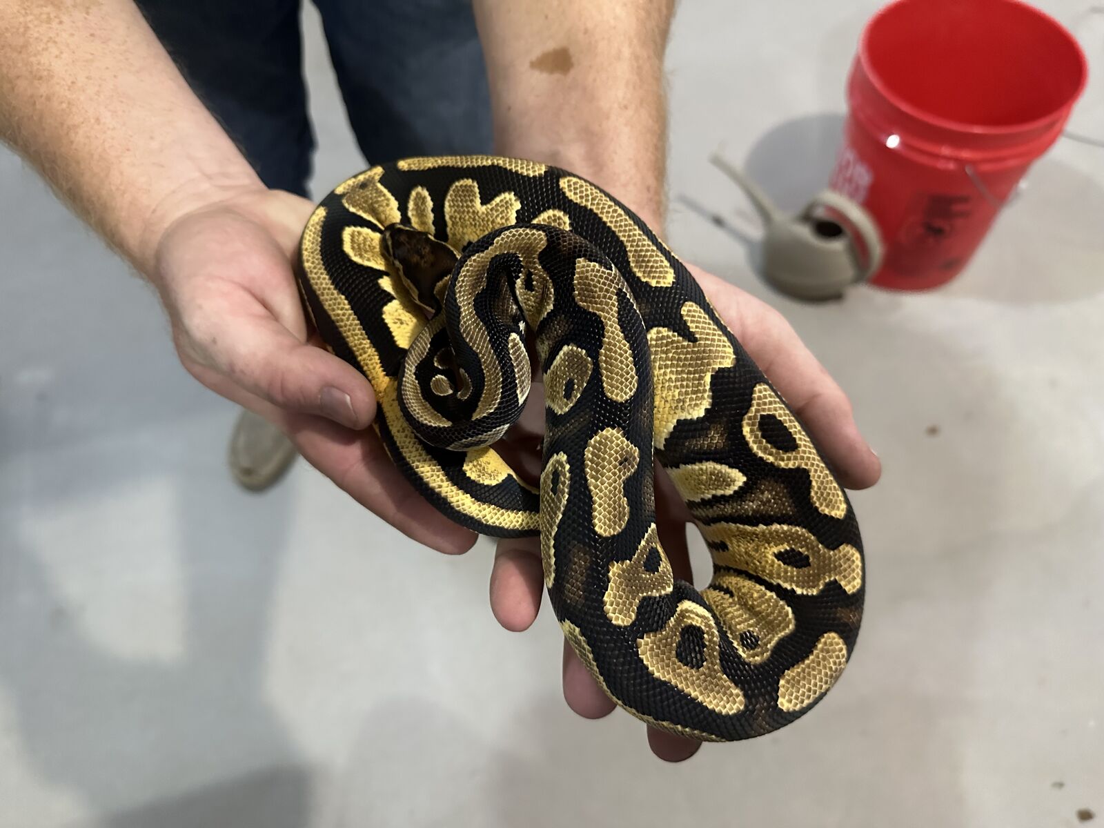Female Super Orange Dream, het Pied, Ball Python | Reptiles | KSL ...