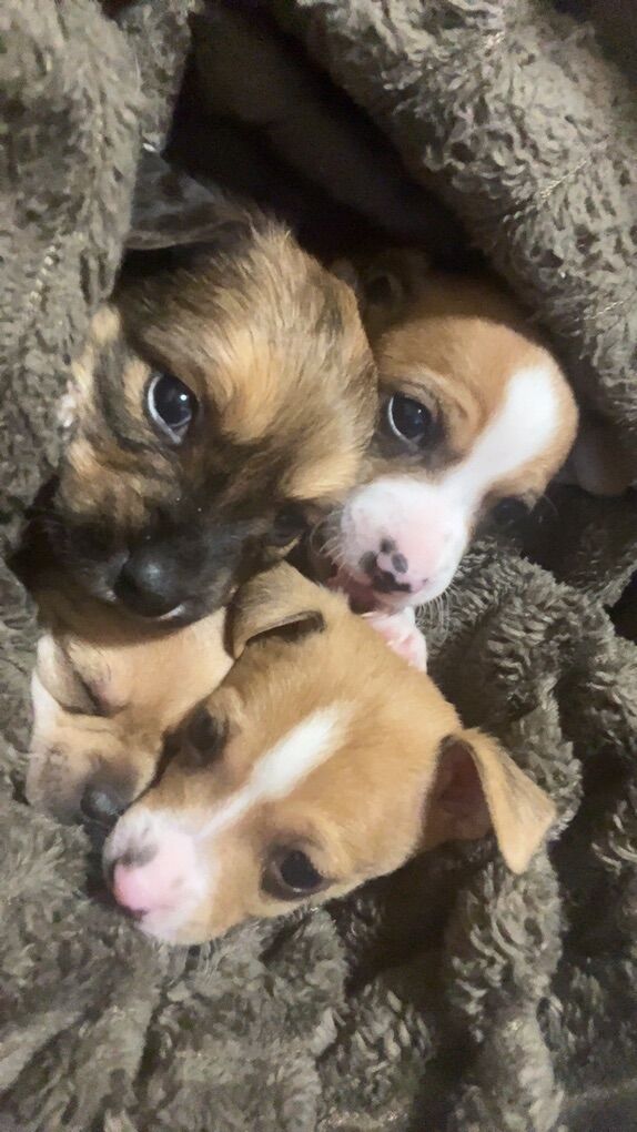 Chihuahua Puppies | Dogs | KSL Classifieds