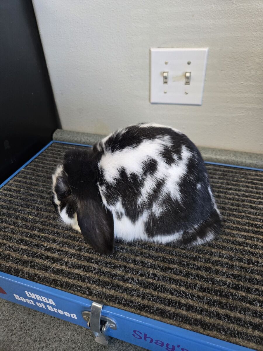 Friendly mini lop boy | Rabbits | KSL Classifieds