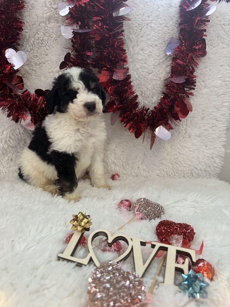 Standard Bernedoodle | Dogs | KSL Classifieds