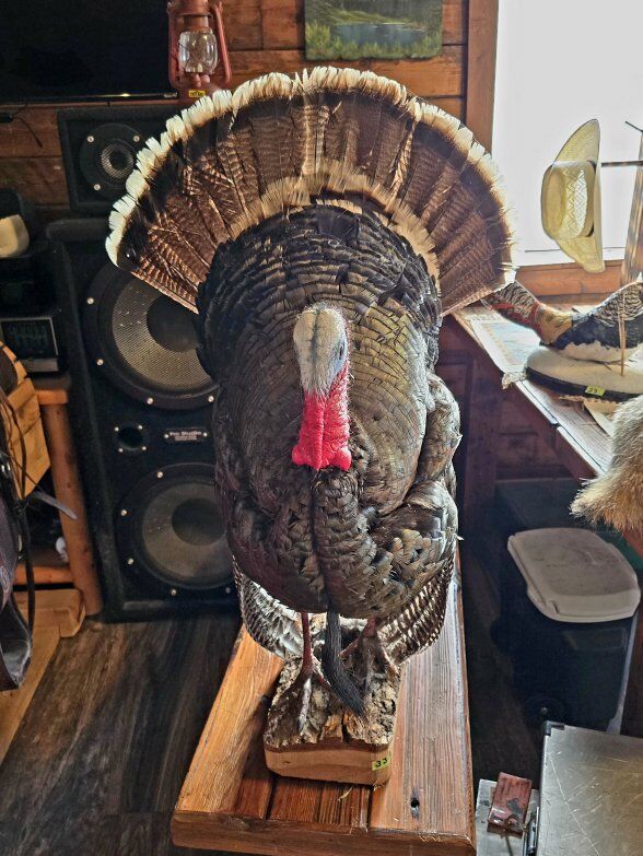 Taxedermy Miriam Turkey | Skins and Taxidermy Mounts | KSL Classifieds