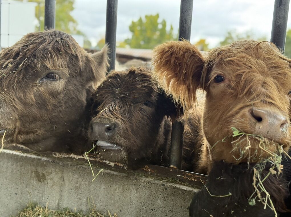 4 Year Old Highland Mini Cow Heifer Exposed | Cattle | KSL Classifieds