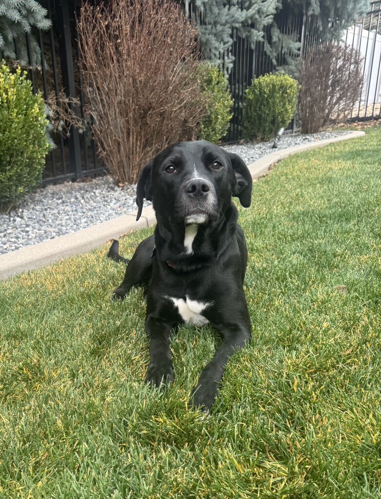 Bane is a Sweet Sweet Mans | Dogs | KSL Classifieds
