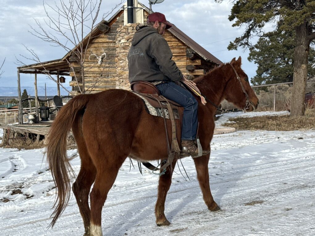 Very Sweet Beginner Gelding! | Horses | KSL Classifieds