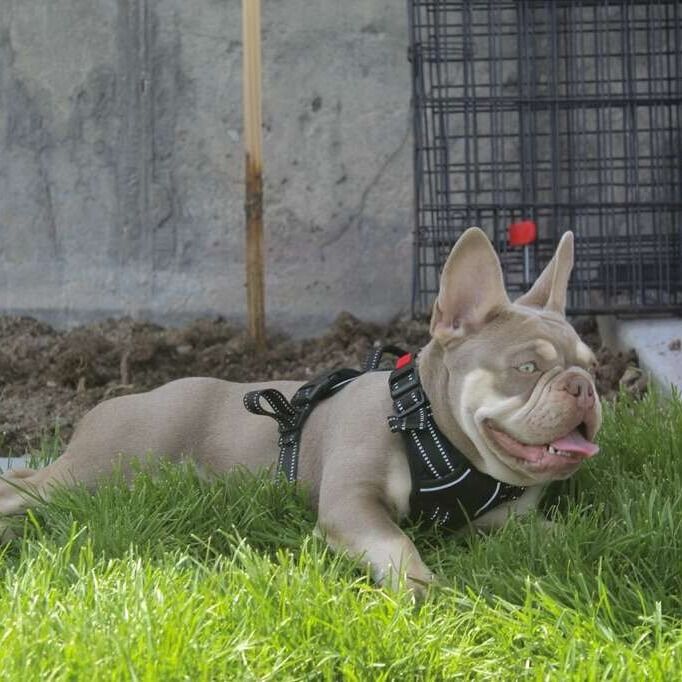 New Shade Isabella French Bulldog Frenchie Stud | Dogs | KSL Classifieds