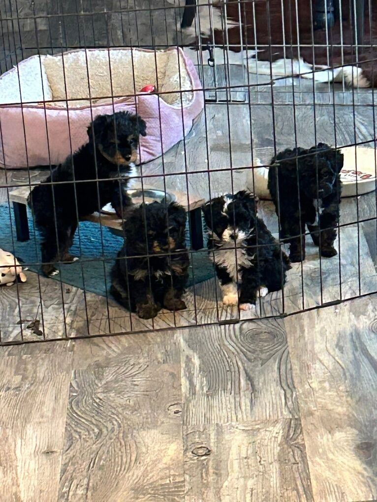 Toy Aussiedoodles | Dogs | KSL Classifieds