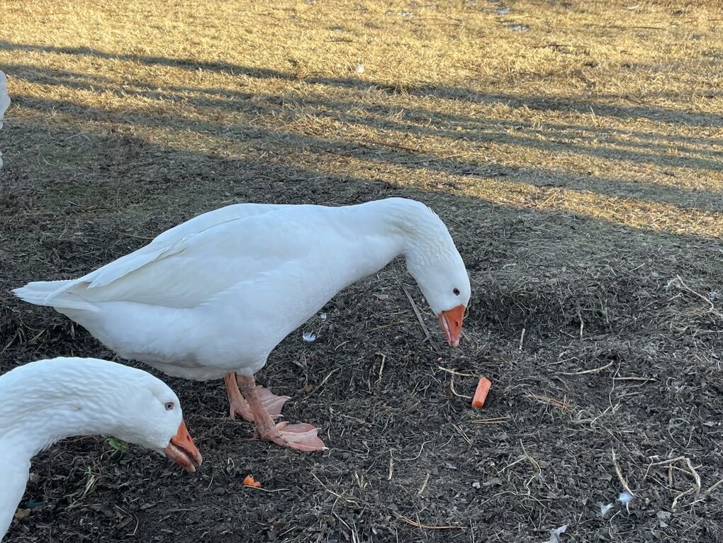 White Emden Goose | Poultry and Gamebirds | KSL Classifieds