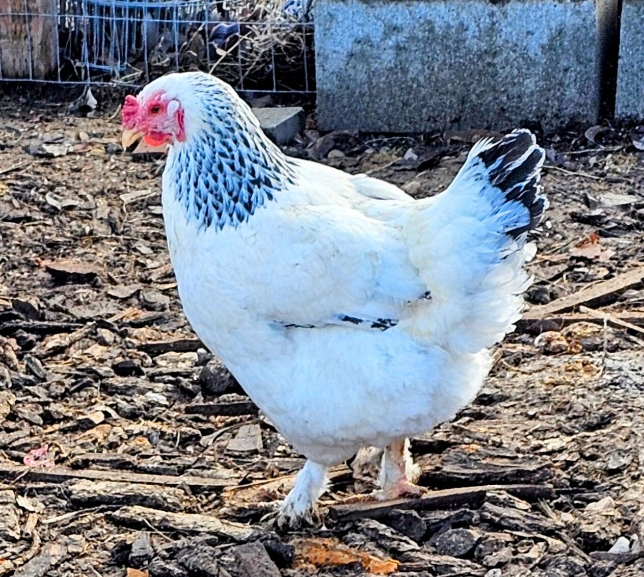 3 light Brahma pullets 11 mo old and laying | Poultry and Gamebirds ...