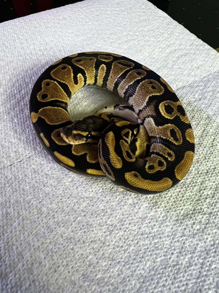 Female Mojave Ball Python | Reptiles | KSL Classifieds