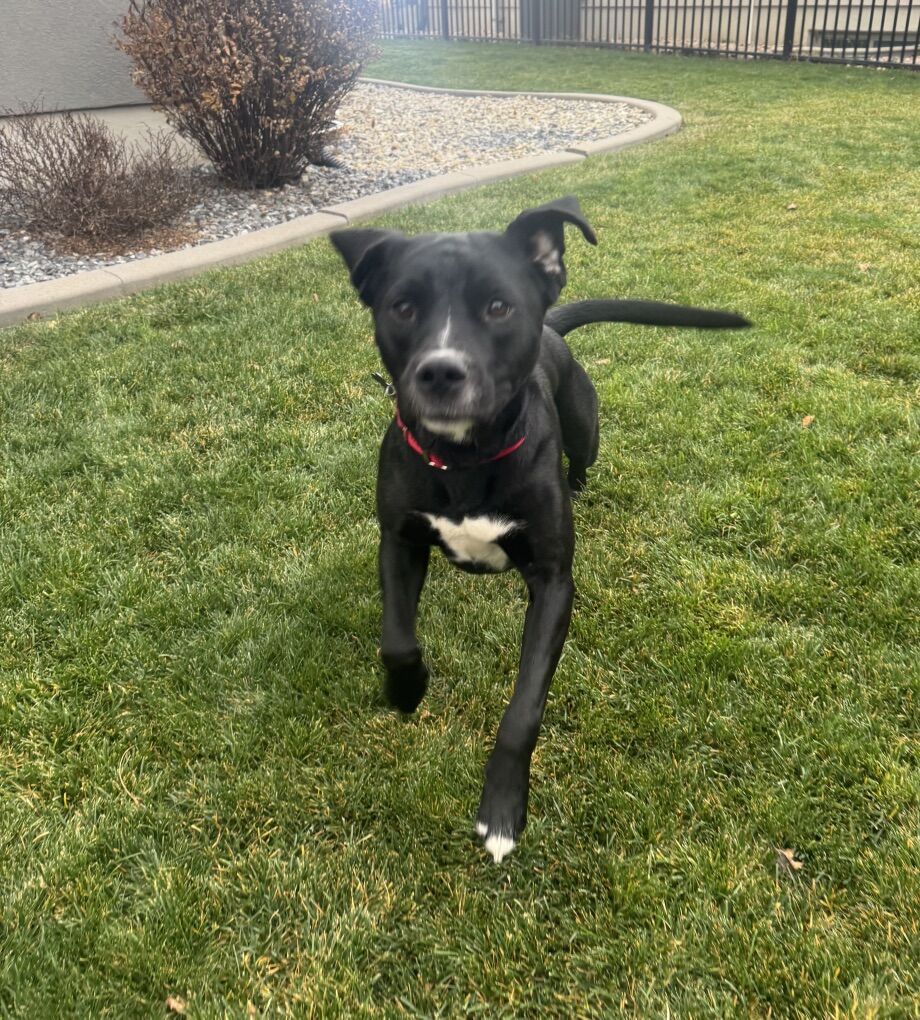 Bane is a Sweet Sweet Mans | Dogs | KSL Classifieds